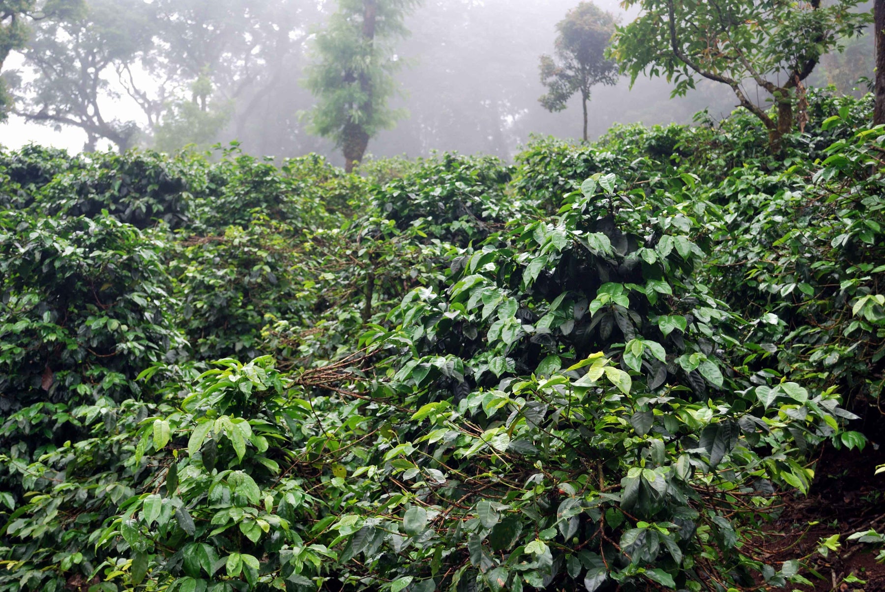 Products – Redband Coffee Company