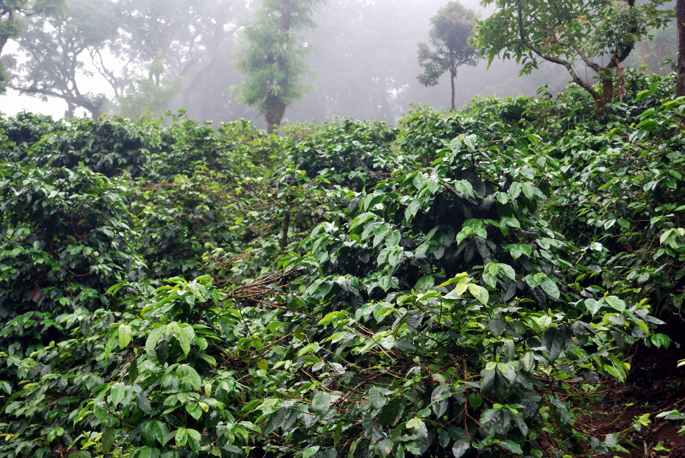 Products – Redband Coffee Company