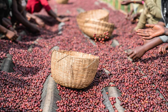 Idido Yirgacheffe Whole Bean Coffee – Redband Coffee Company