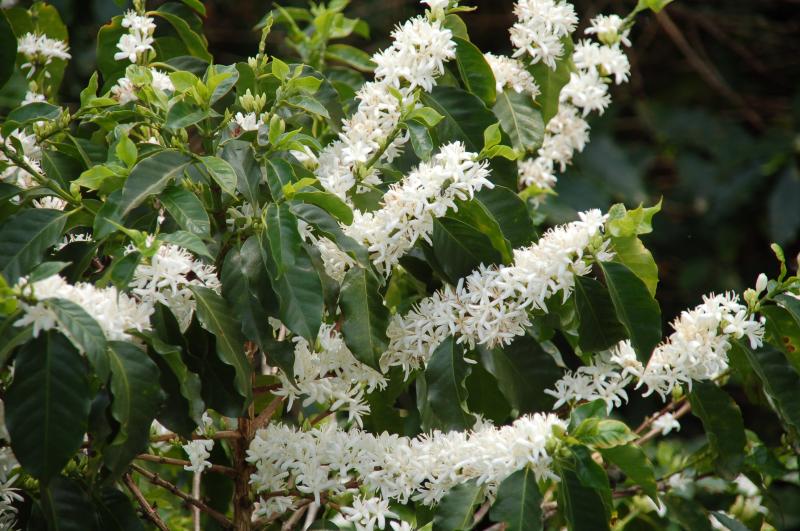 Brazil Whole Bean Coffee – Redband Coffee Company