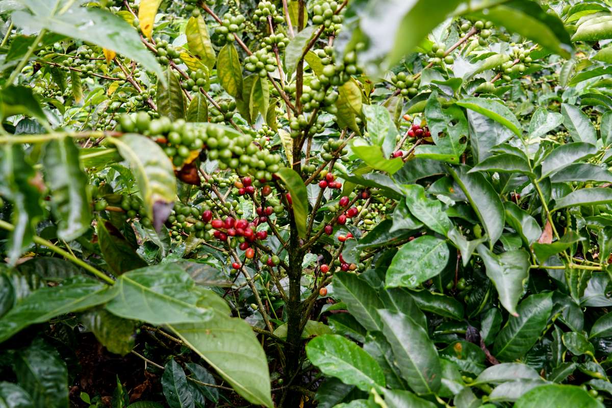 Products – Redband Coffee Company