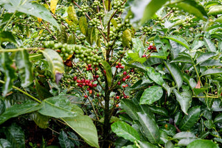 Products – Redband Coffee Company