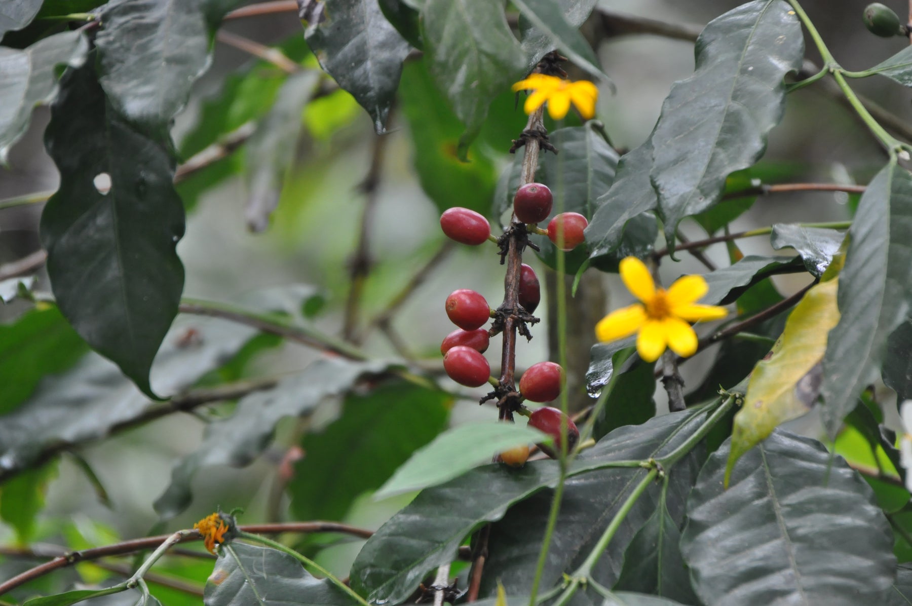 Products – Redband Coffee Company